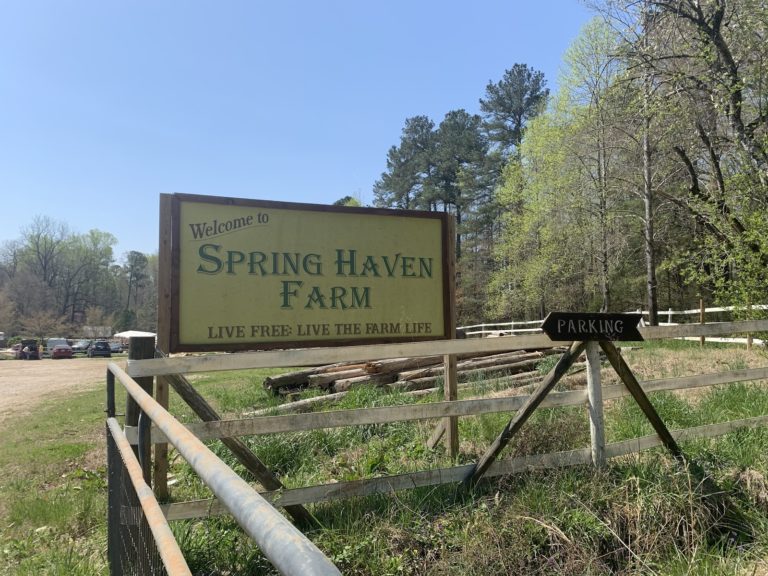 Spring Haven Farm - The Mycenaean