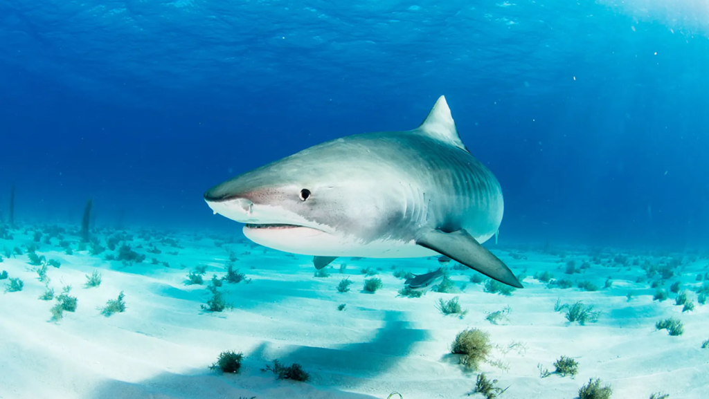 Migrating Tiger Sharks - The Mycenaean