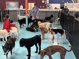 Dog Diggity Daycare - The Mycenaean